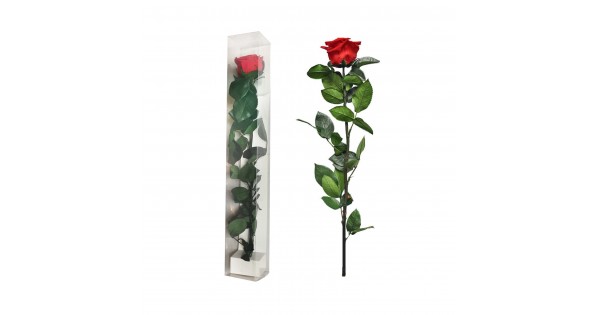 Single Ecuadorian Stemmed Rose - Preserved Flowers | Daniella's Candles